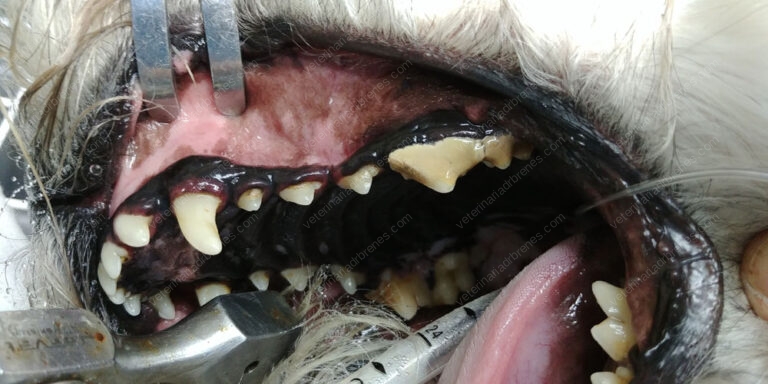 Los dientes de nuestras mascotas • Veterinaria Dr. Brenes