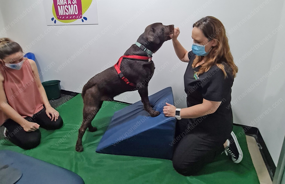 Ruptura de ligamento cruzado en la rodilla de su perro • Veterinaria Dr ...