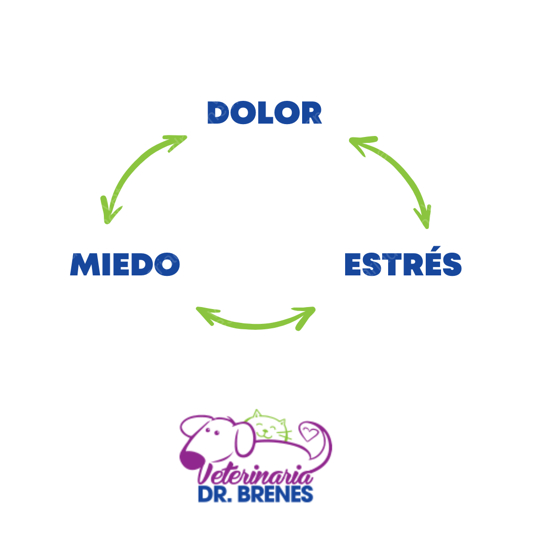 El dolor en nuestros perros y gatos • Veterinaria Dr. Brenes