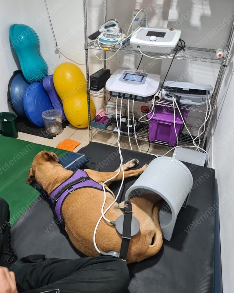 Displasia de cadera en perros • Veterinaria Dr. Brenes