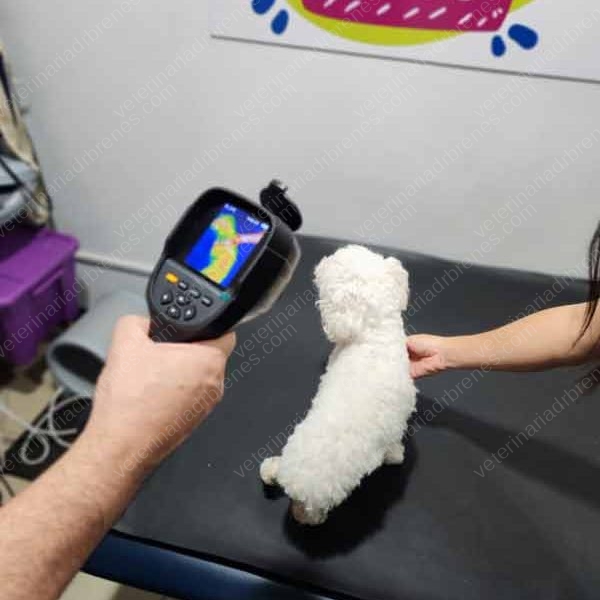 Veterinaria Dr Brenes - Especialistas en Salud Animal