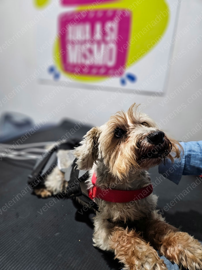 Tengo un perro mayor, ¿qué cuidados debo de tener? • Veterinaria Dr. Brenes